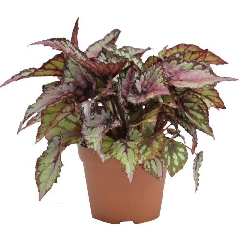 Bladbegonia (Begonia rex 'Salsa') in 13cm-pot - Tuincentrum Coppelmans