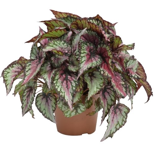 Bladbegonia (Begonia rex 'Salsa') in 17cm-pot - Tuincentrum Coppelmans