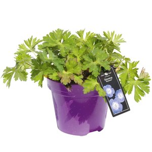 Vaste planten | Tuinplanten - Tuincentrum Coppelmans